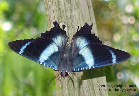 Papua Insects Foundation (Lepidoptera/Uraniidae/Uraniinae/Alcides cydnus)
